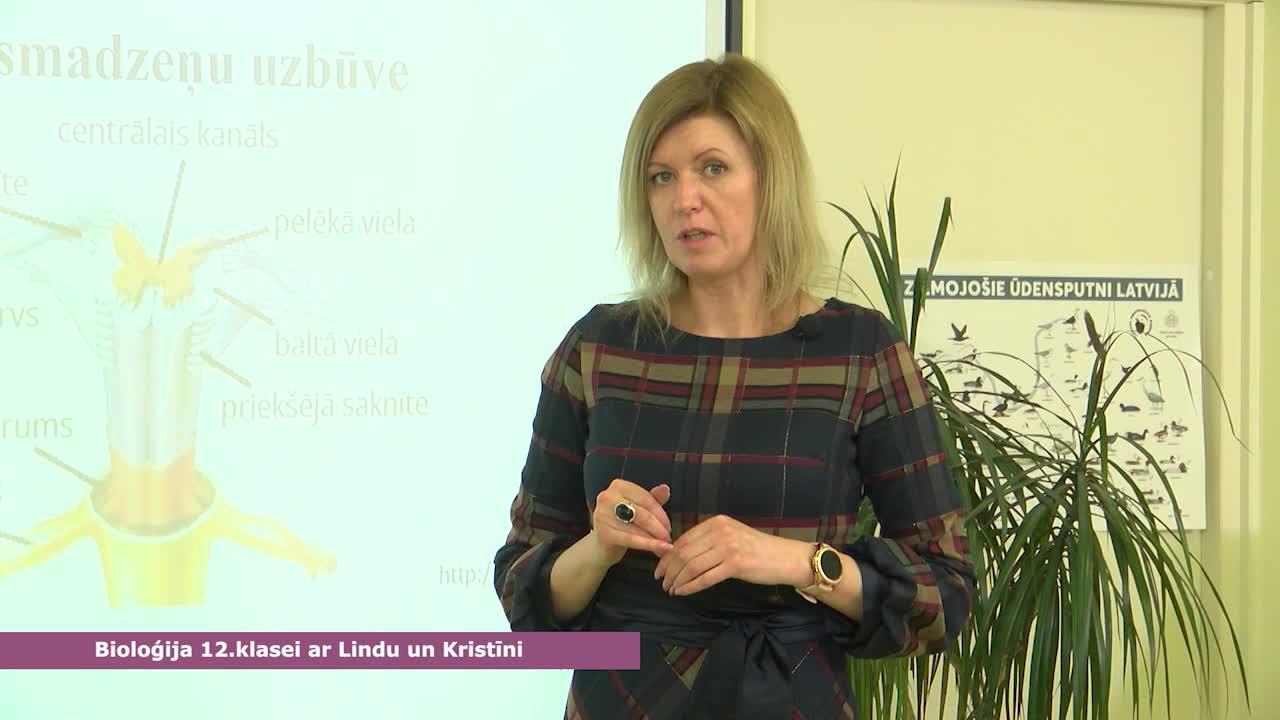 Tavaklase.lv - Refleksa loks. Muguras smadzeņu uzbūve un funkcijas ...