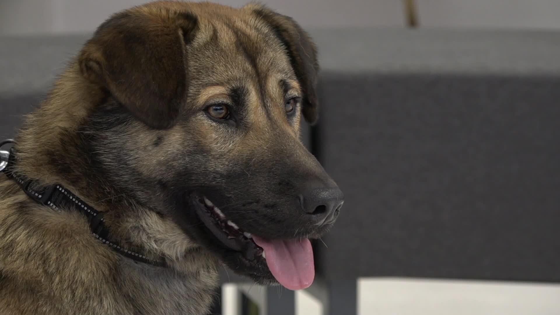 Tavaklase.lv - Kinologa profesija