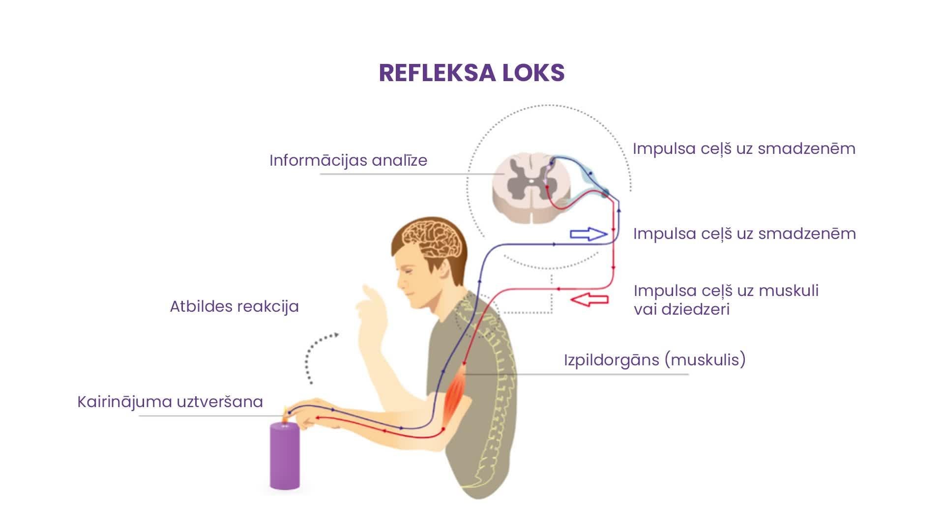 Tavaklase.lv - Beznosacījuma un nosacījuma refleksi