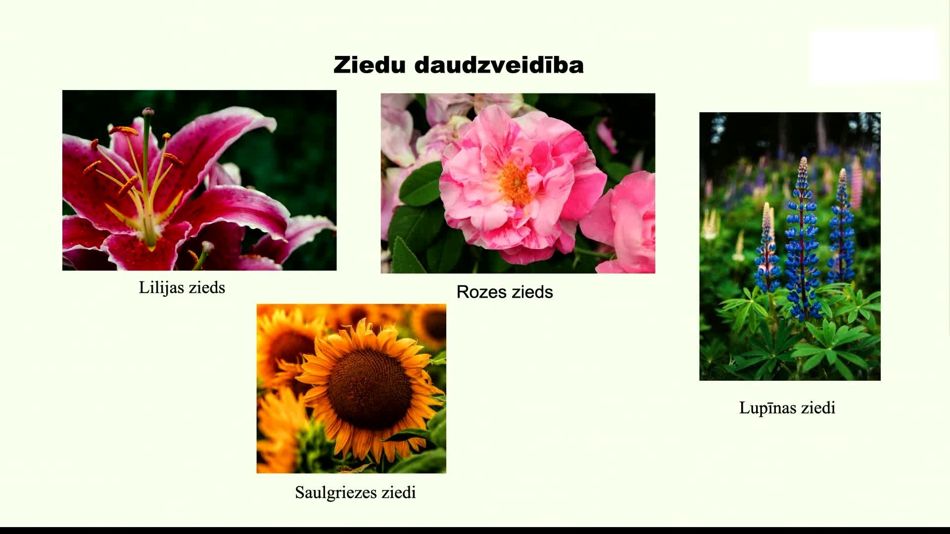 Tavaklase.lv - Augu pavairošanas veidi